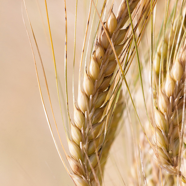 Getreide – rebio